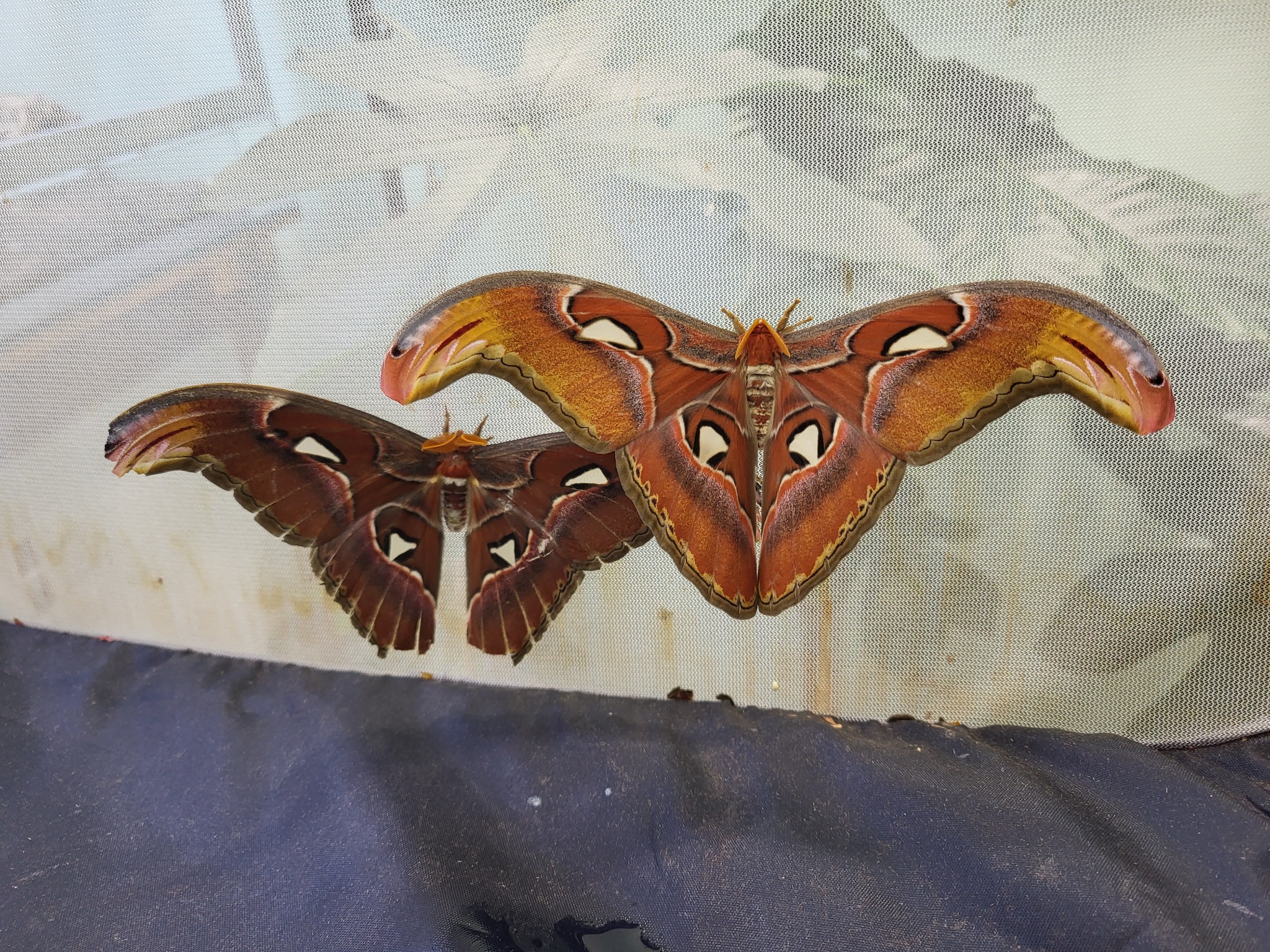 APIAN Gymnasium - Die Raupe Nimmersatt: Der größte Schmetterling der ...