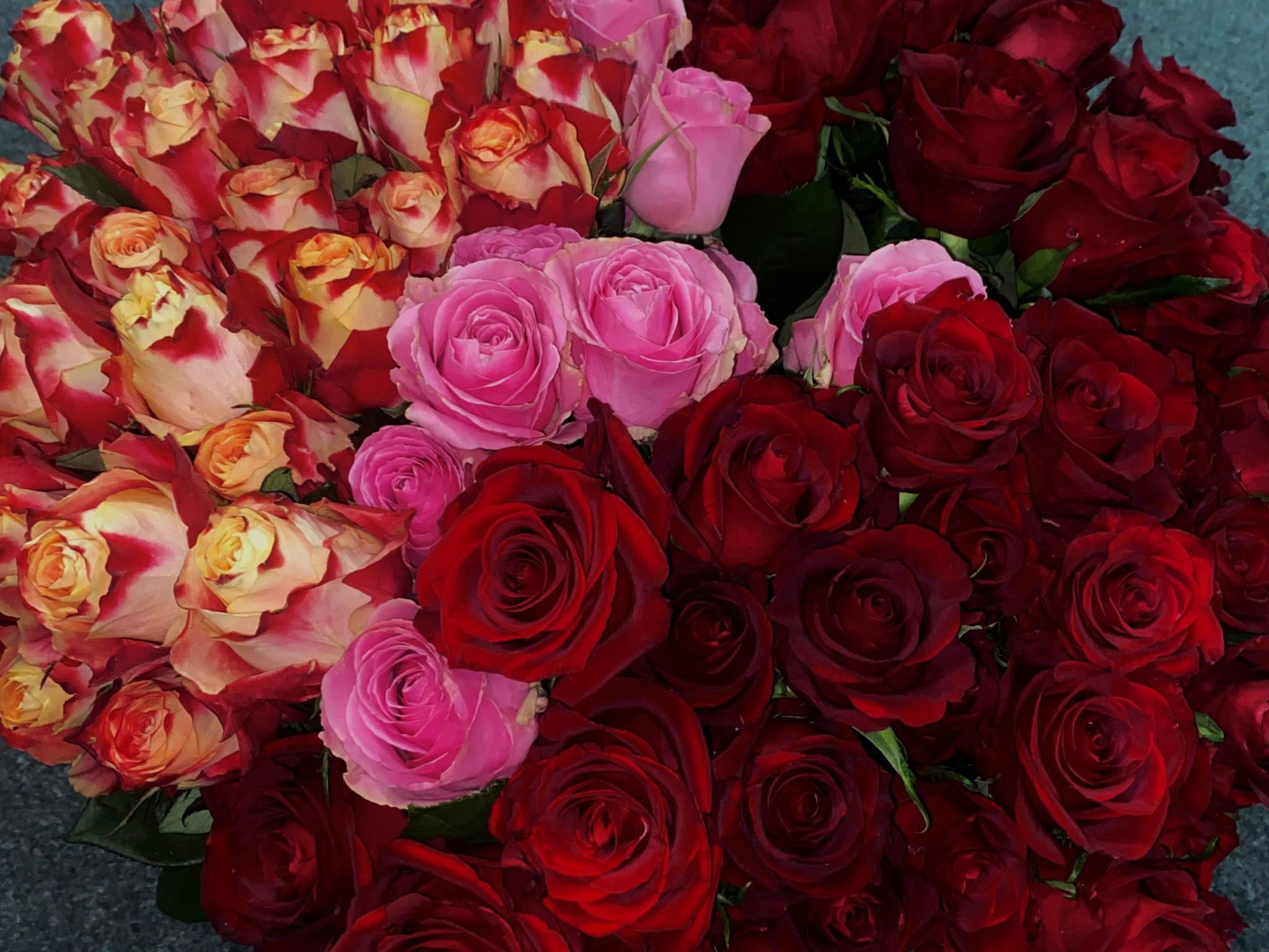 APIAN Gymnasium - Liebesboten im Apian unterwegs - Ingolstadt
