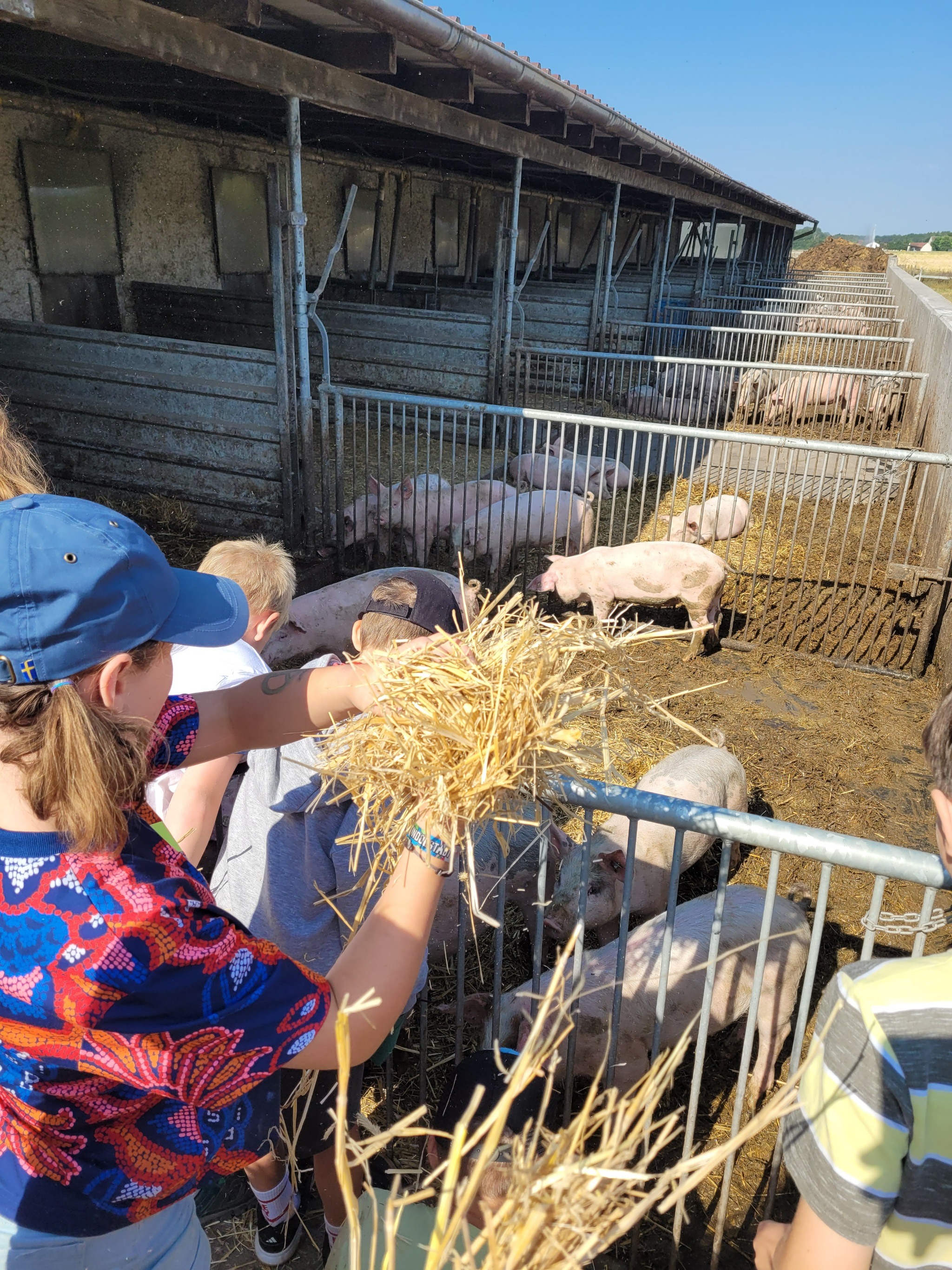 APIAN Gymnasium - Exkursion zum Bauernhof - Ingolstadt