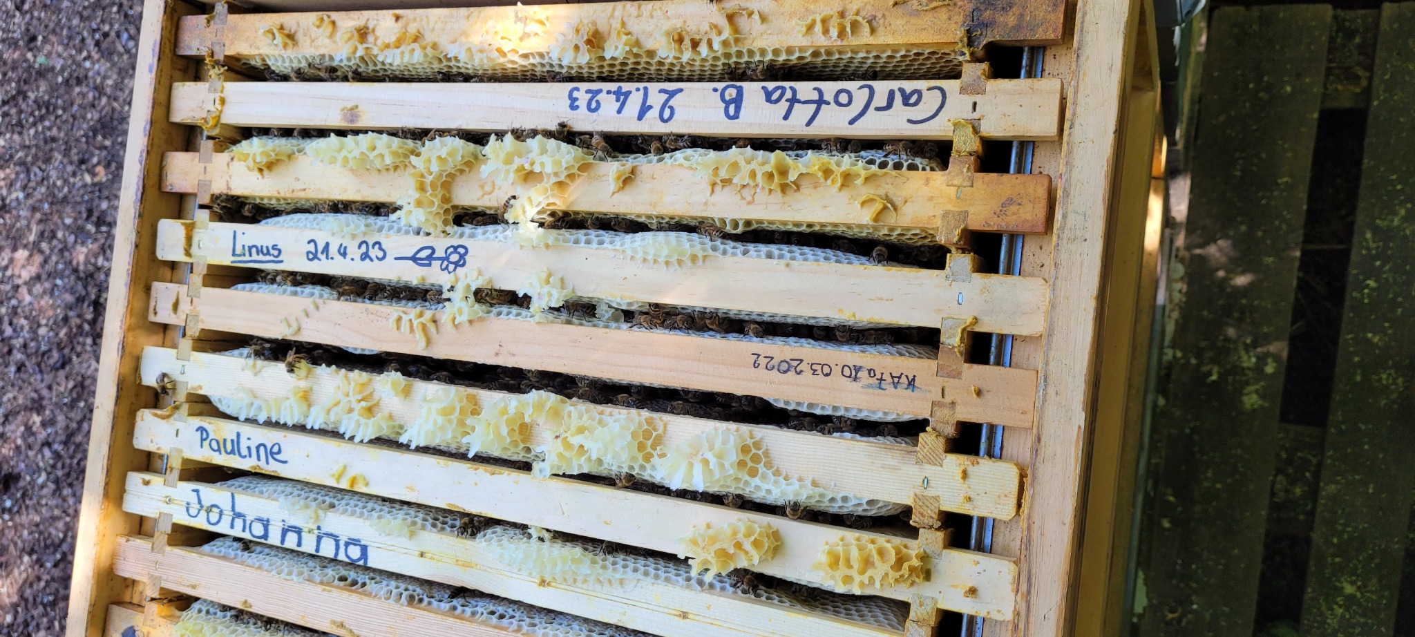 APIAN Gymnasium - Honigschleudern bei den Apian-Schulgarten-Bienen ...